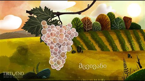 ვაზი საქართველოდან მცვივანი Youtube