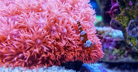 Sexy Shrimp Care Guide Keep Them Active And Healthy