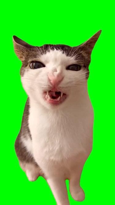 Green Screen Screaming Cat Meme Artofit