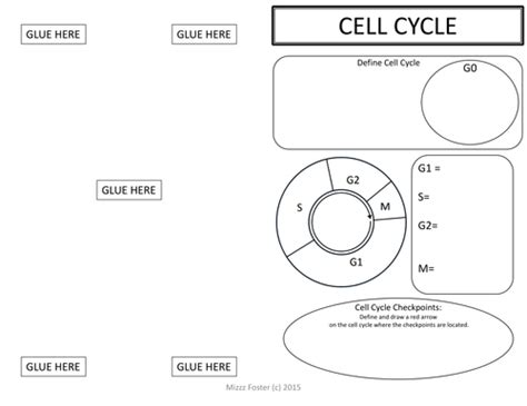 Cell Cycle Mitosis And Meiosis Graphic Organizer Foldout Foldables