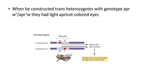 Complementation Test Ppt Genetics Science