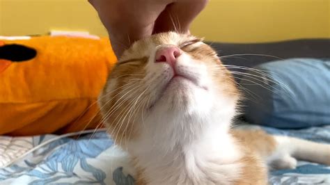 공냥이 만드는 방법 Youtube