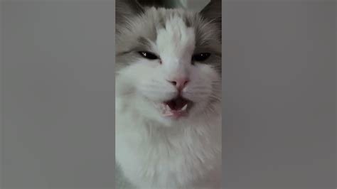 배고파 밥줘 심심해 놀아줭 찡찡 Youtube