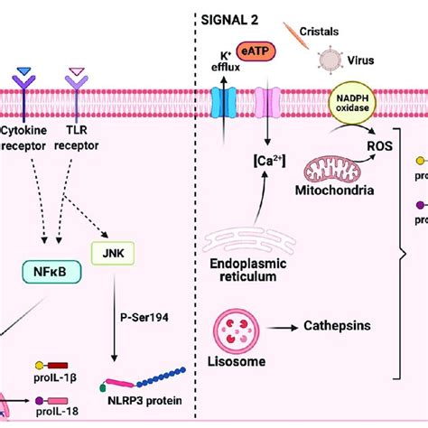 Crosstalk Between P2x7r Nlrp 3 Nf κb Pathways P2x7r Purinergic 2x7 Download Scientific Diagram