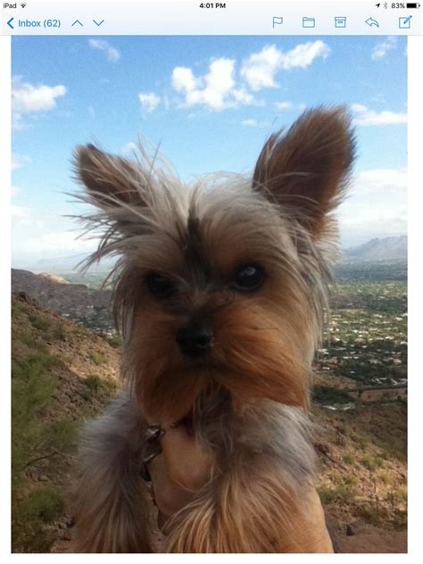 Camelback Animal At Lashay Sue Blog