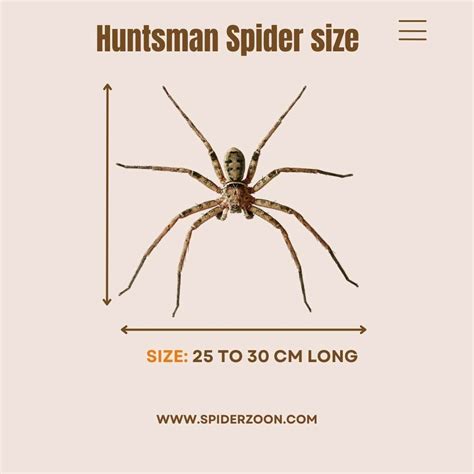 Huntsman Spider Size Life Cycle Bit And Other Facts