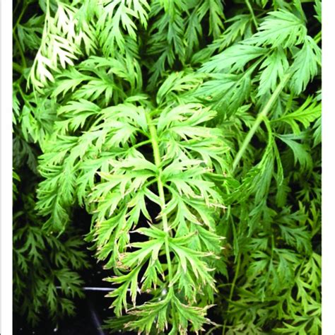 Selenium Contents In Soils Of Different Regions Worldwide Download Table