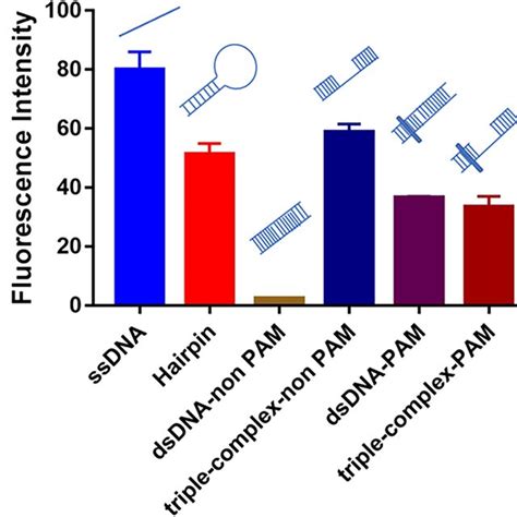 Effects Of Different Special Dna Structures On Activated Trans Cleavage Download Scientific
