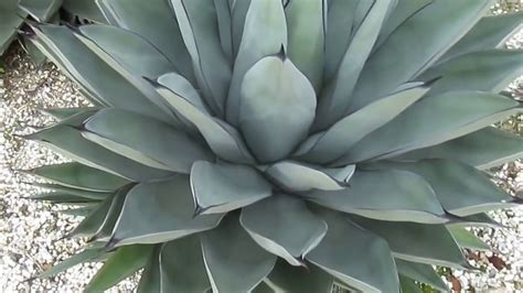 Sharkskin Agave