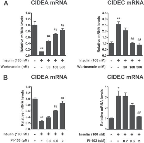 Pi3k Inhibitors Block The Regulation Of Both Cidea And Cidec Expression Download Scientific