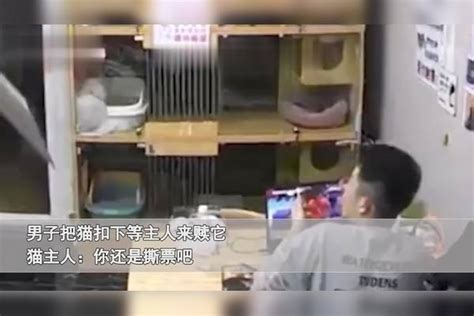 肥猫突然从天花板掉落，男子看球赛被吓到打颤：已经不是第一次了