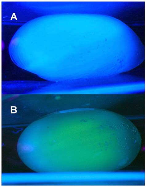 Figure 3 From A Class I Uv Blocking Senofilcon A Soft Contact Lens Prevents Uva Induced Yellow