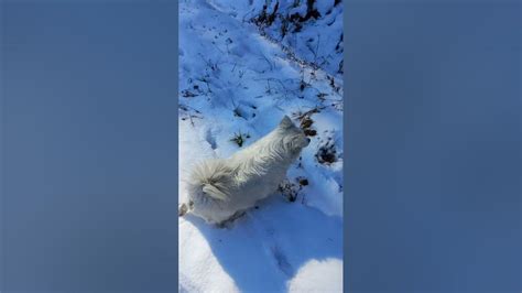 돌아온 탕자고라니 사냥강아지 Youtube