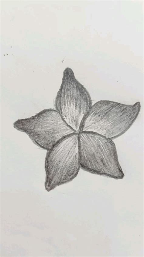 Flower 🌸 Shading Drawing Easy Shading Drawing Flower Drawing Shading