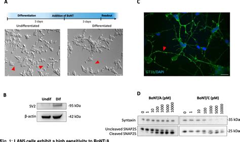 Figure 1 From A Sensitive Cell Based Assay For Testing Potency Of Botulinum Neurotoxin Type A