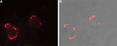 Neurexin 1 Alpha Extracellular Polyclonal Antibody Anr 031 200ul