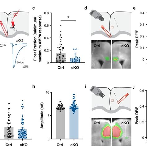 Differential Alterations In Long And Short Range Excitatory Inputs In Download Scientific