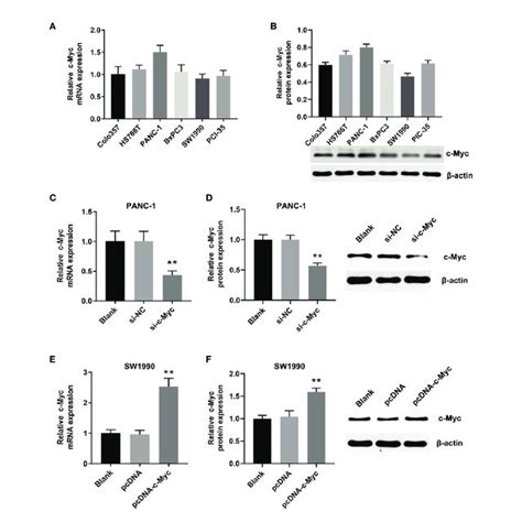 Construction Of The Cell Lines With Different C Myc Expression The