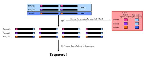 1 Double Digest Restriction Site Associated DNA Sequencing DdRADseq The Researchers Guide