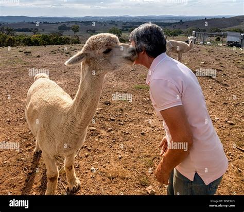 An Adorable Llama Affectionately Embracing A Male Human On A Rural Farm Setting Stock Photo Alamy