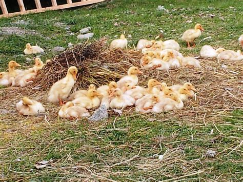 იხვები და ბატები