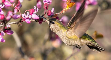 How To Make Your Own Hummingbird Nectar Gulo In Nature