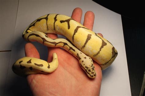 Fire Bee Ball Python