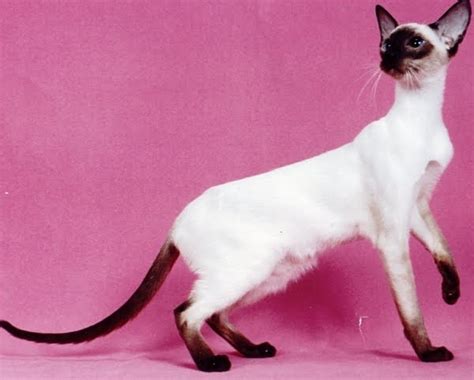 Text Intellection Siamese Cat