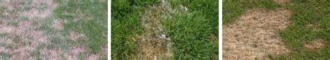Understanding Pythium Blight In Lawns Causes Prevention And Treatment