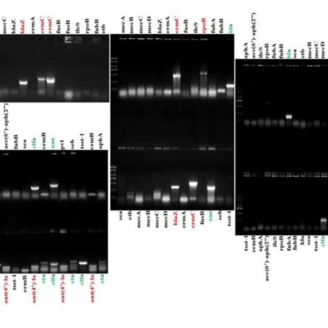 Figure Amplification Of Drug Resistance Genes And Virulence Genes Of S Download Scientific