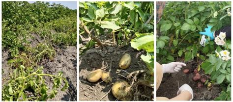 Adapt Field Trials Across Europe In Search Of Multiple Stress Tolerant