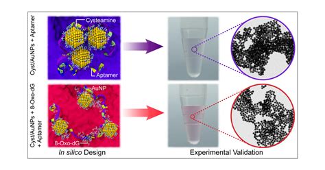 Designing An Aptasensor Based On Cysteamine Capped Aunps For 8 Oxo Dg Detection A Molecular