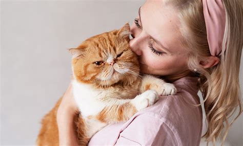 Understanding Cat Behavior Tips For A Harmonious Home Elspet Us