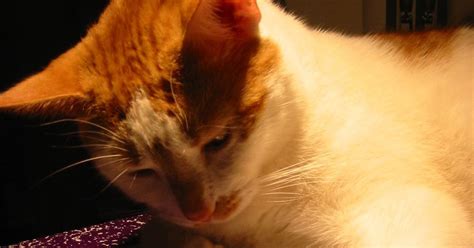 Wipo Public Consultation On Ai And Ip R Intellectualproperty