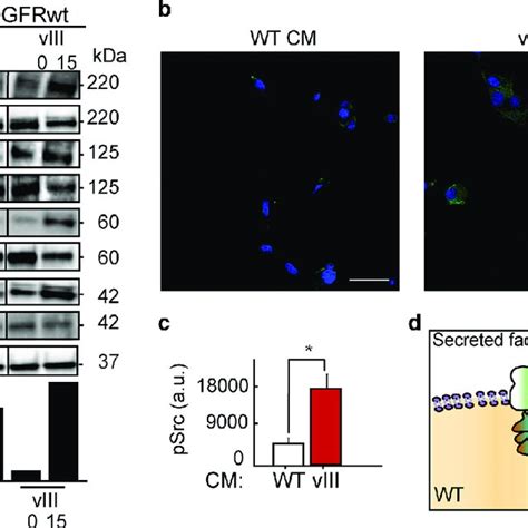 Src Mediates U87egfrviii U87egfrwt Crosstalk A Upper Panel Cells