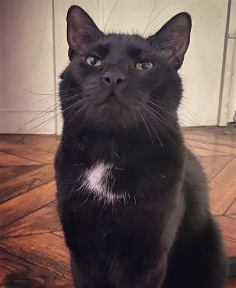 A Void Within The Moon R Voidcats