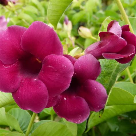 Muda De Alamanda Roxa Trepadeira De Flores Exóticas Para Paisagismo