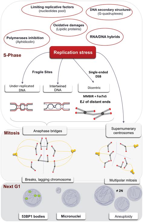 Genes Special Issue DNA Replication