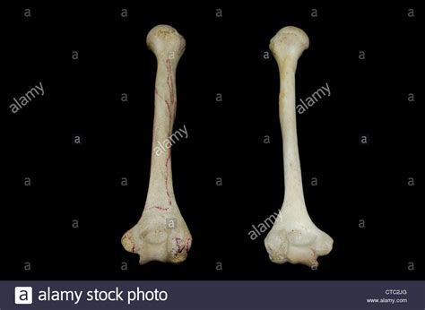 Humerus Posterior Diagram Quizlet