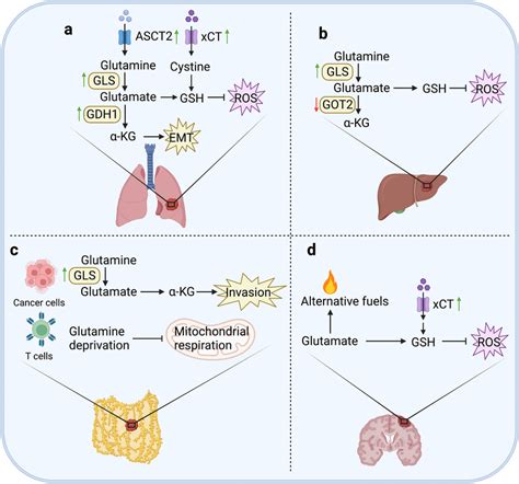 Glutamine Metabolism In Tumor Metastases A In Lung The Expression