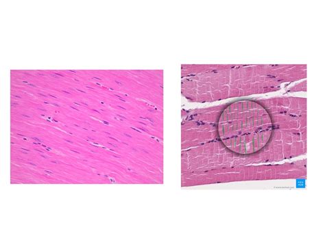 Smooth Skeletal Muscle Slides Diagram Quizlet