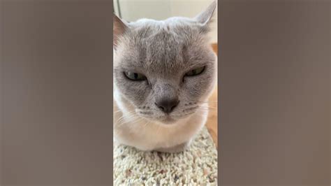 Cute Kittys Cat Catvideos Youtube
