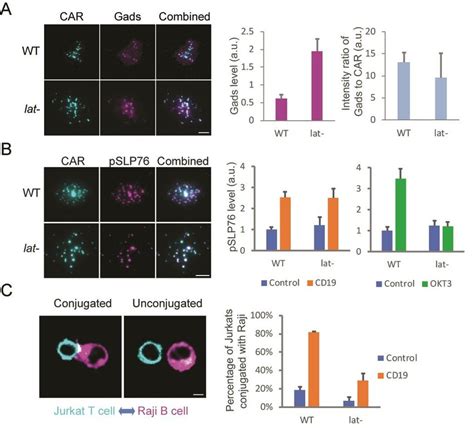 Car Microclusters Can Activate Gads Slp76 Pathway In The Absence Of Lat Download Scientific