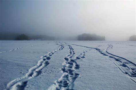 Utilizing Snowflake Data Lineage To Its Fullest Tips And Tricks Datameer