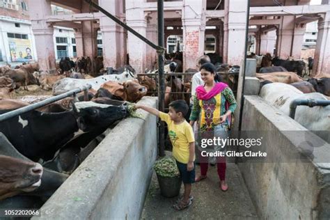 India Milk Farm Photos And Premium High Res Pictures Getty Images