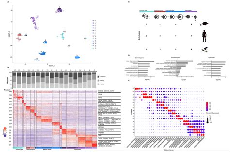 Single Cell Rna Sequencing Of Testis Samples From Ficedula Flycatchers Download Scientific