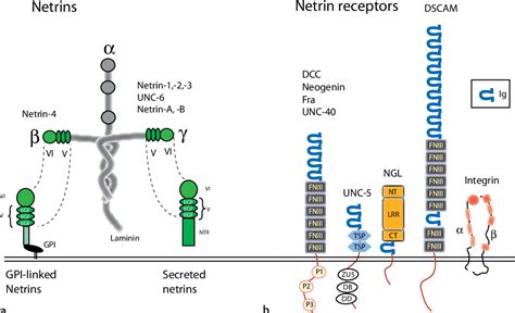 Figure From The Role Of Netrins And Their Receptors In Epithelial
