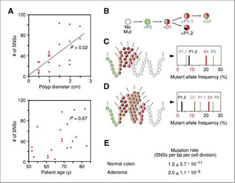 A Single Nucleotide Substitution Mutator Phenotype Revealed By Exome