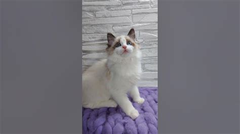 рэгдолл Plushdollru котята животные Ragdoll котики кошка питомниккошек рэгдолл регдолл