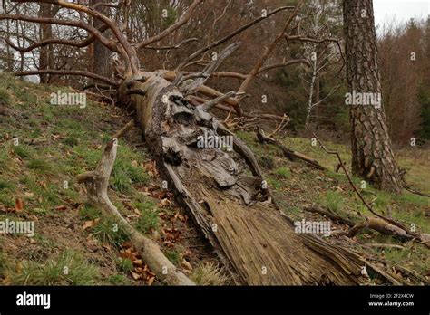 Fallen Tree With Broken Branches In The Woodlands Stock Photo Alamy